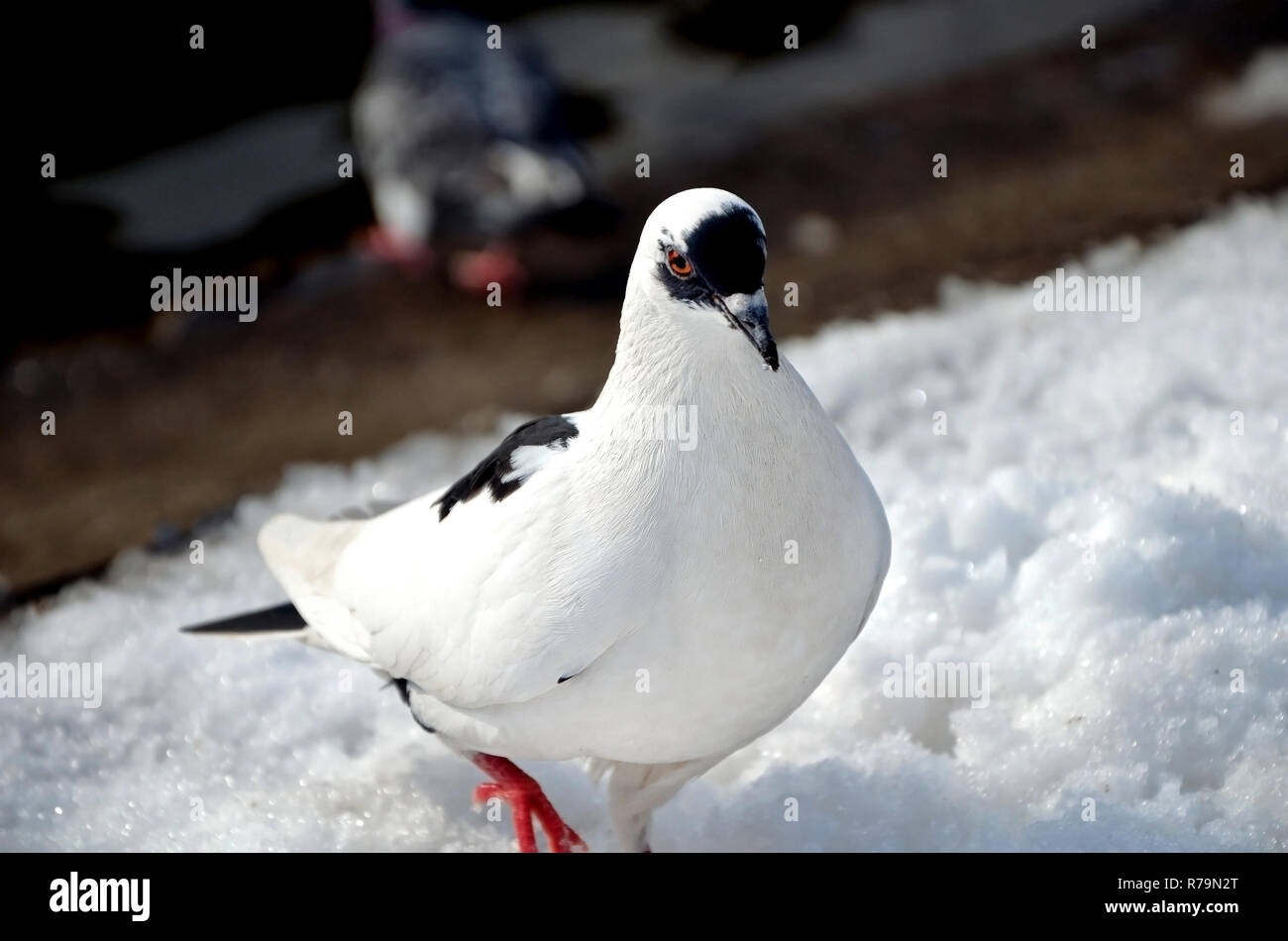 Black and white dove walking in the snow. Cooling and snowfall Stock ...