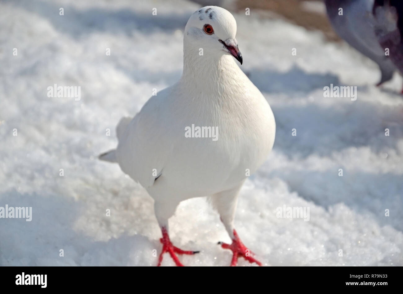 Dove in snowfall hi-res stock photography and images - Alamy