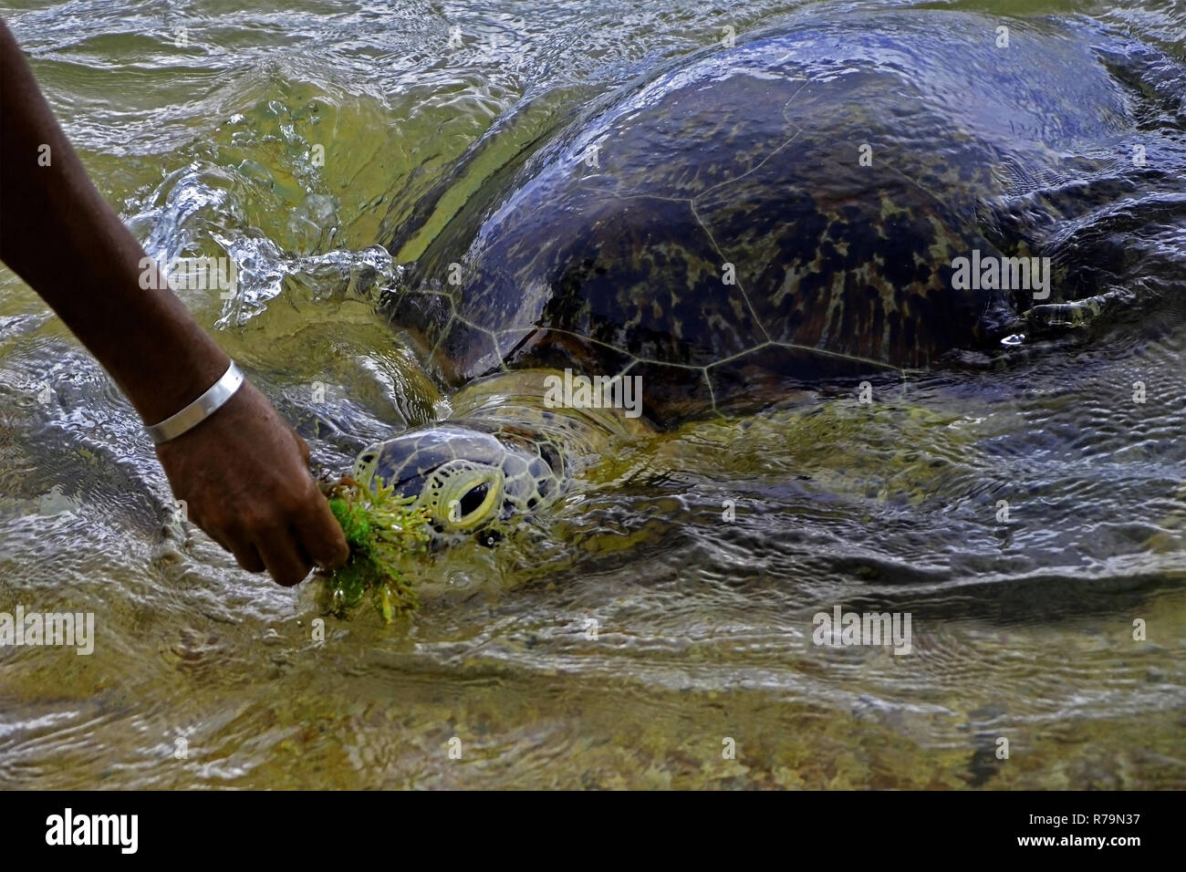 man feeds algae big turtle in the Indian Ocean on the island of Sri ...