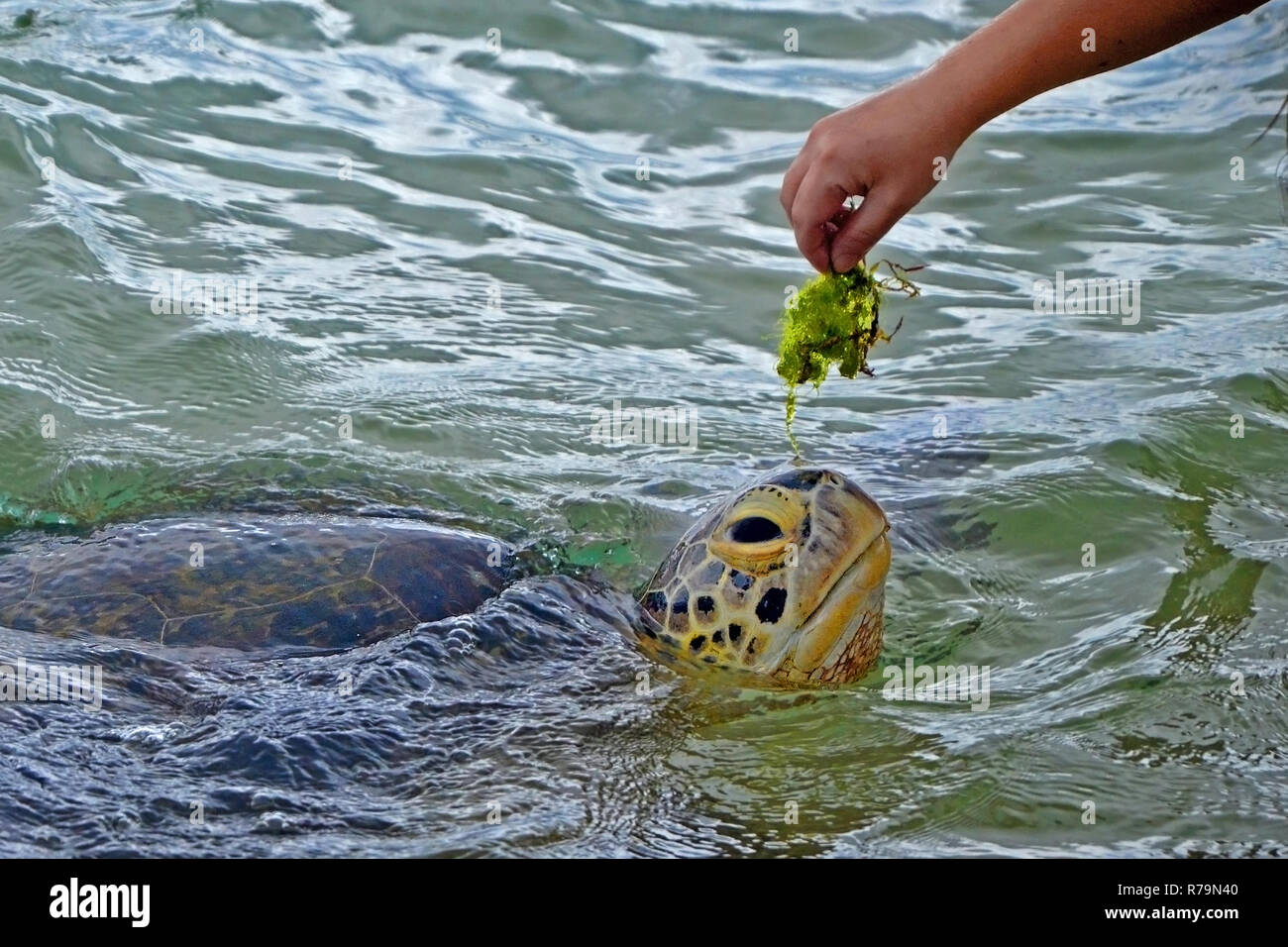 man feeds algae big turtle in the Indian Ocean on the island of Sri ...