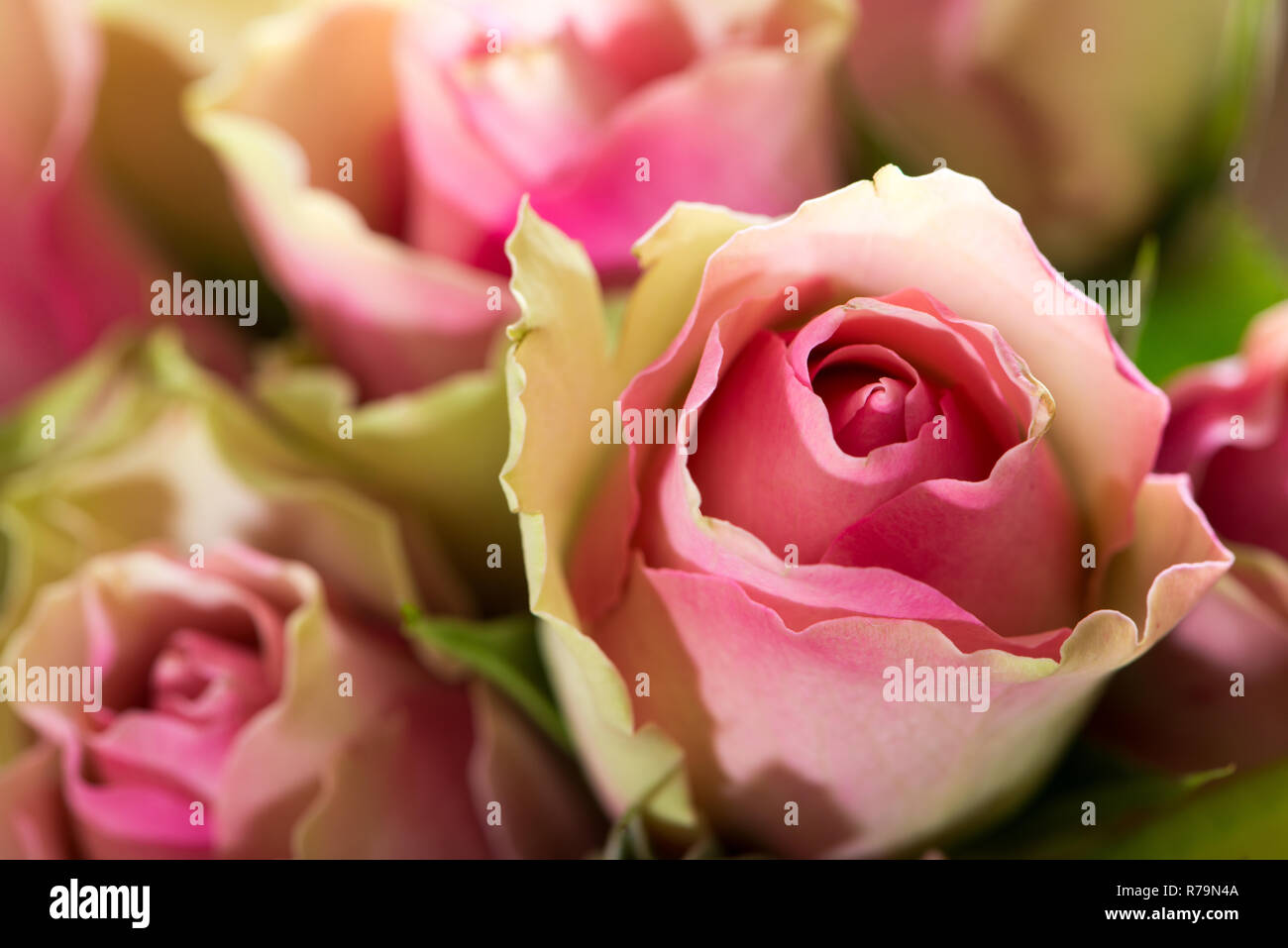 Salmon colored petals hi-res stock photography and images - Alamy