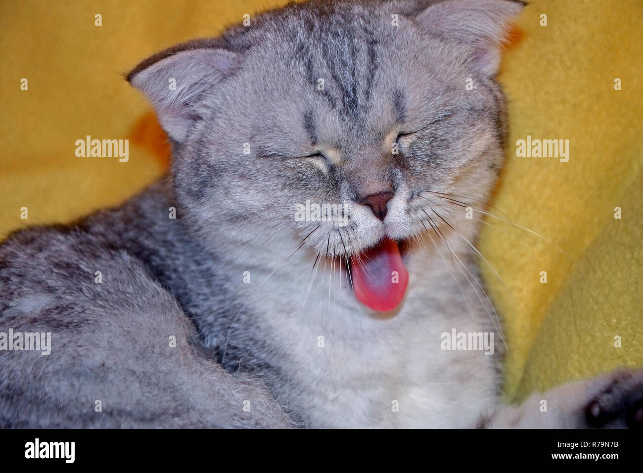 British tabby hi-res stock photography and images - Alamy