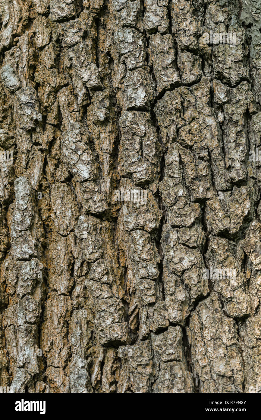 Rough scaly tree bark High Resolution Stock Photography and Images - Alamy