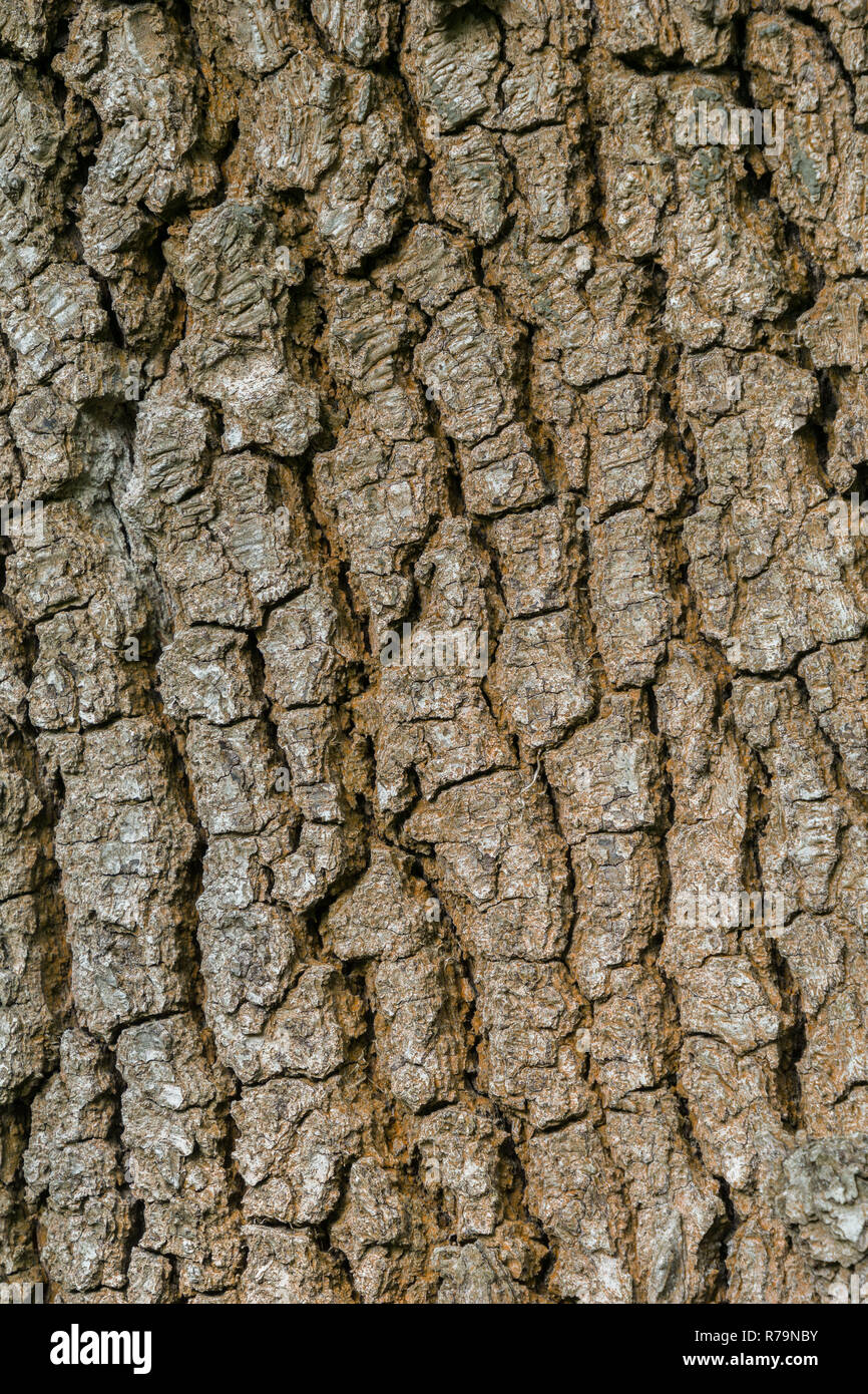 Black pine tree hi-res stock photography and images - Alamy