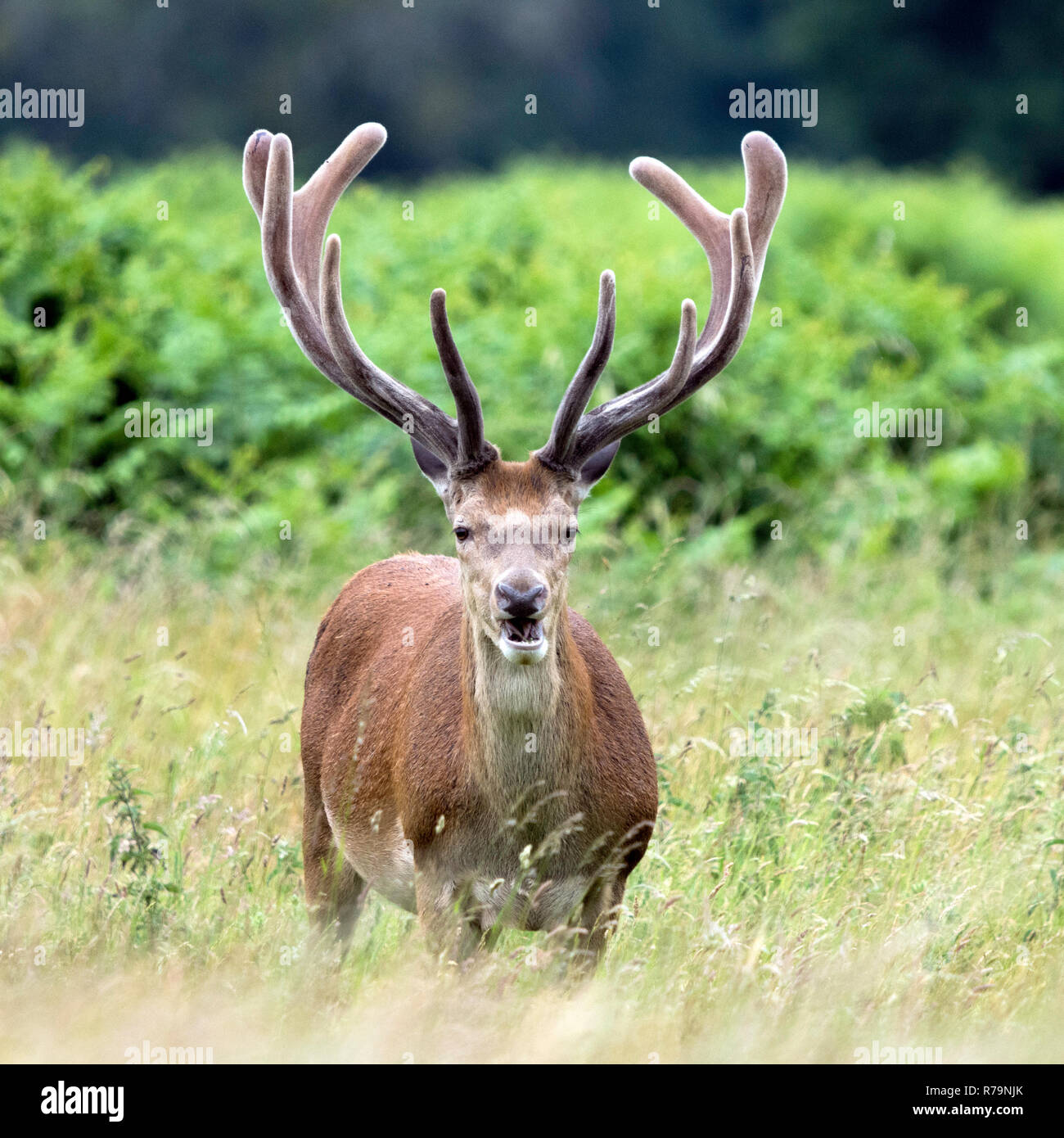 Wild male red deer Stock Photo - Alamy