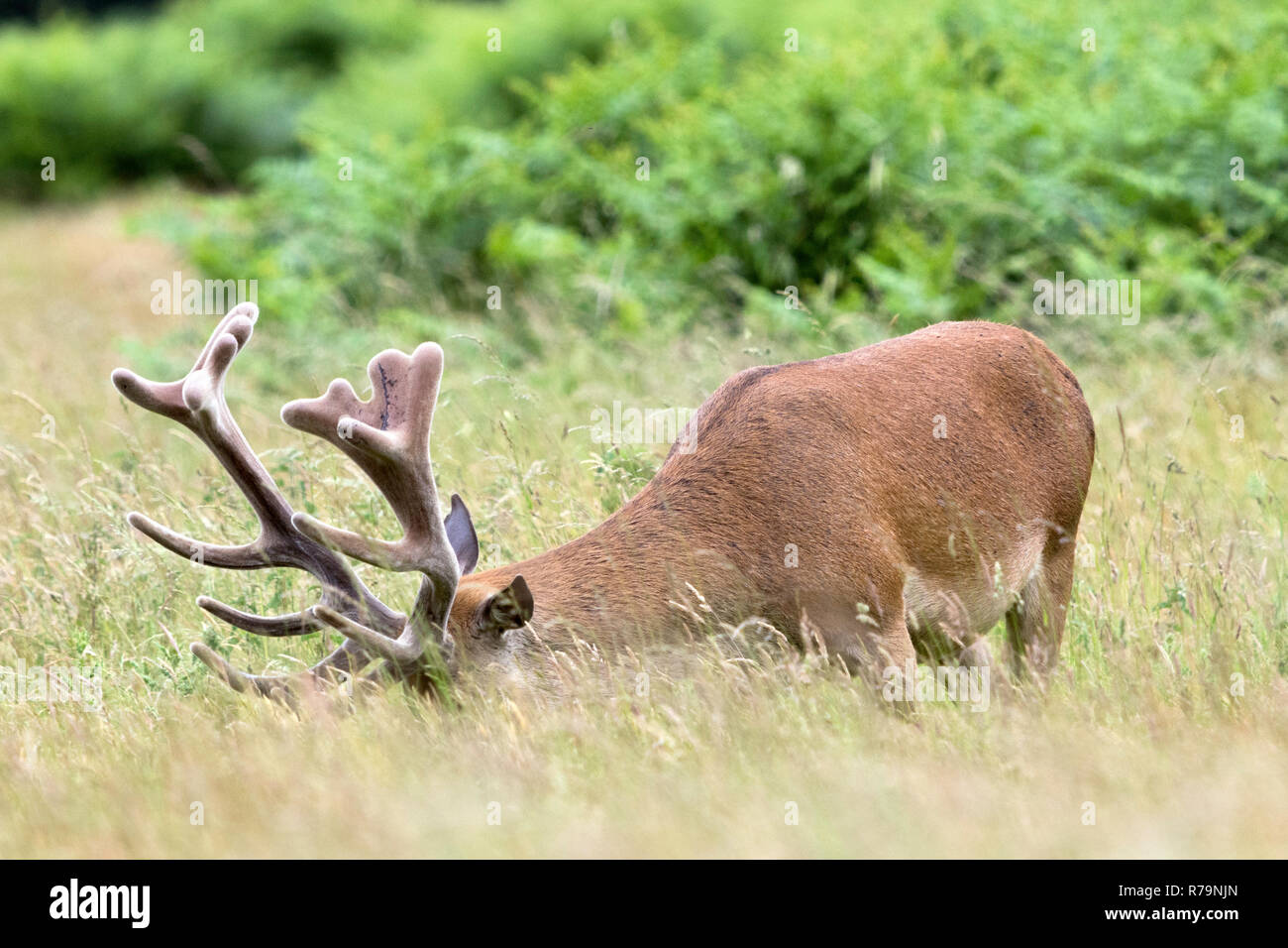 Roe deer fawn woods uk hi-res stock photography and images - Alamy