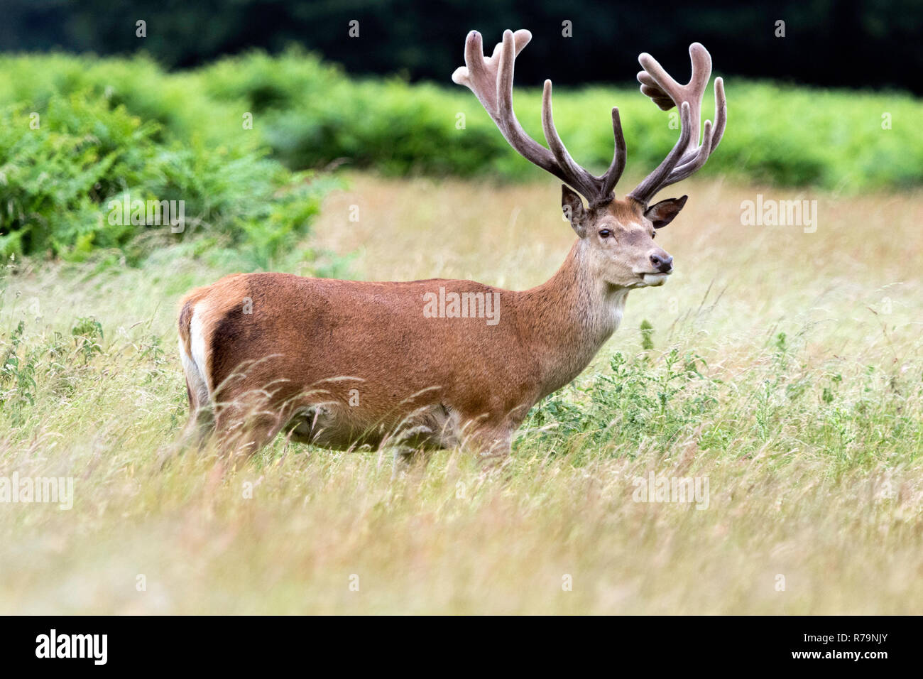 Wild male red deer Stock Photo - Alamy