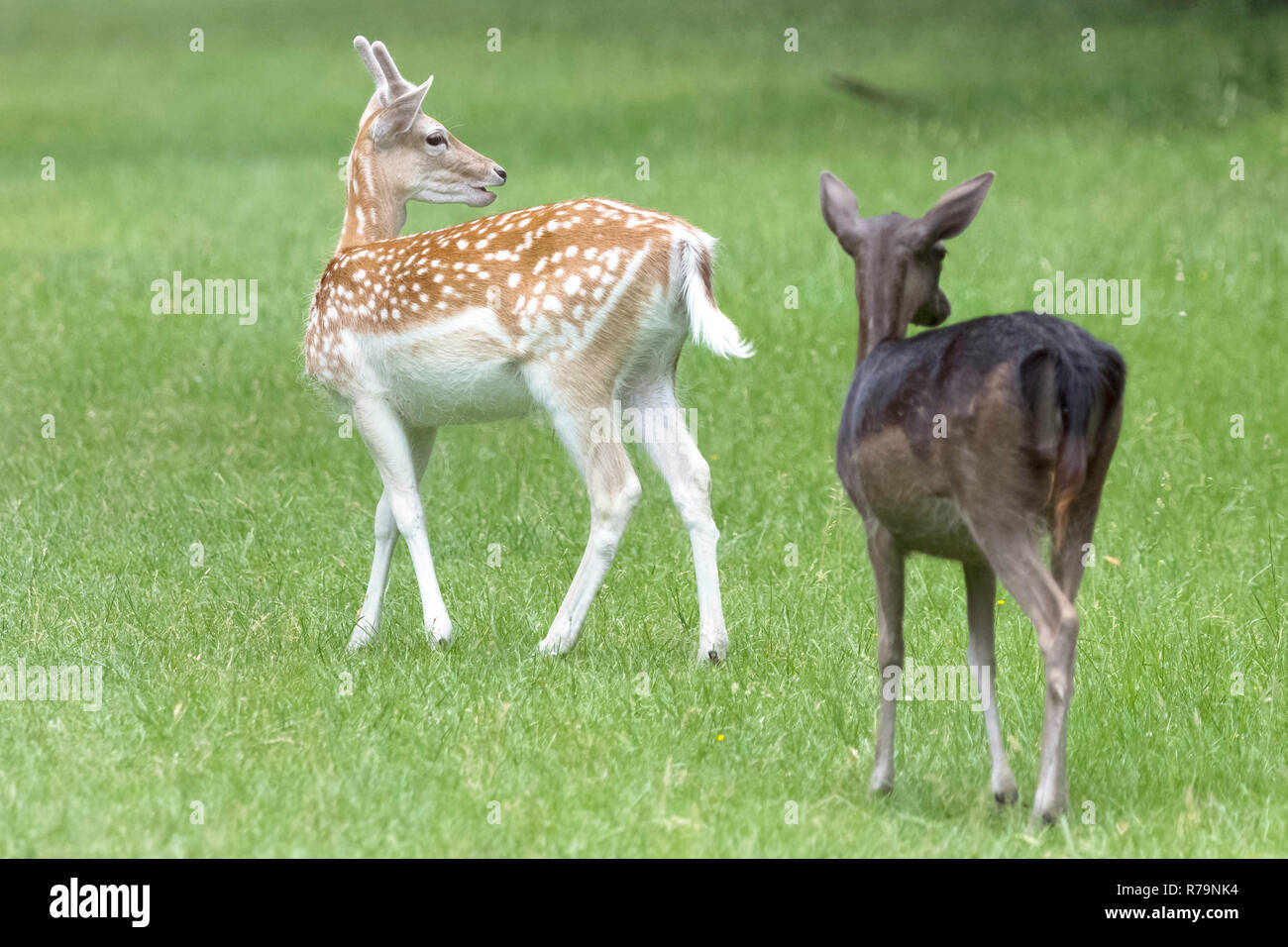 Wild young red deer Stock Photo - Alamy