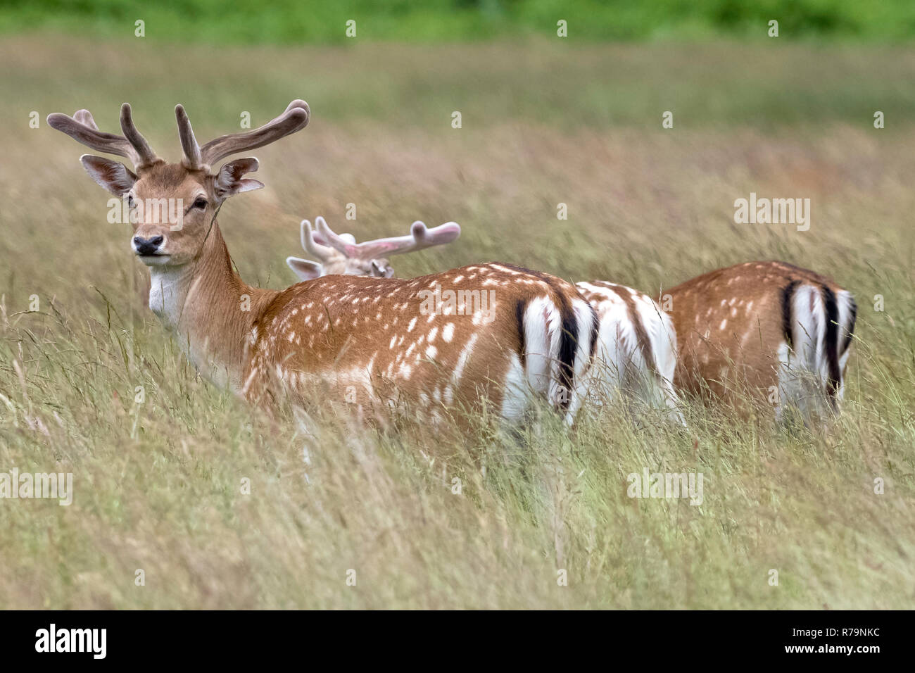 Wild young red deer Stock Photo - Alamy
