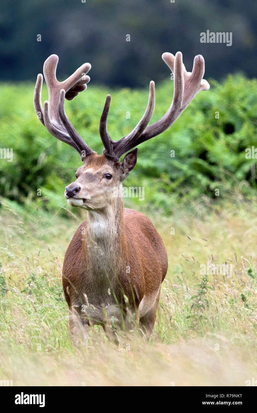 Wild male red deer Stock Photo - Alamy