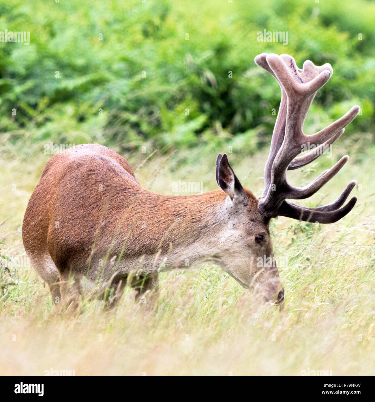 Wild male red deer Stock Photo - Alamy