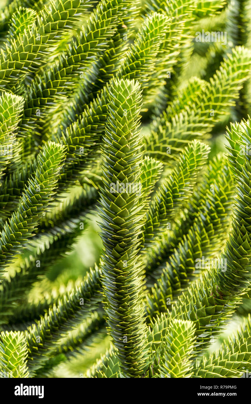 Araucaria tree araucaria angustifolia hi-res stock photography and ...