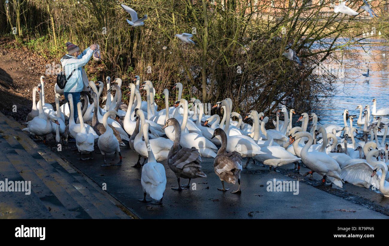 Swans at the Swan sanctuary on the bank of the River Severn in ...