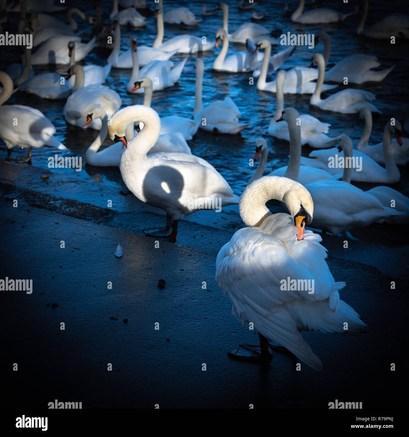 Worcester city wildlife hi-res stock photography and images - Alamy