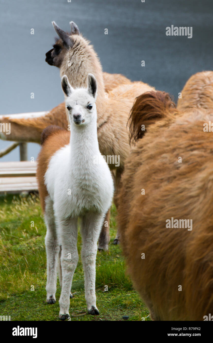 Llamas ecuador hi-res stock photography and images - Alamy