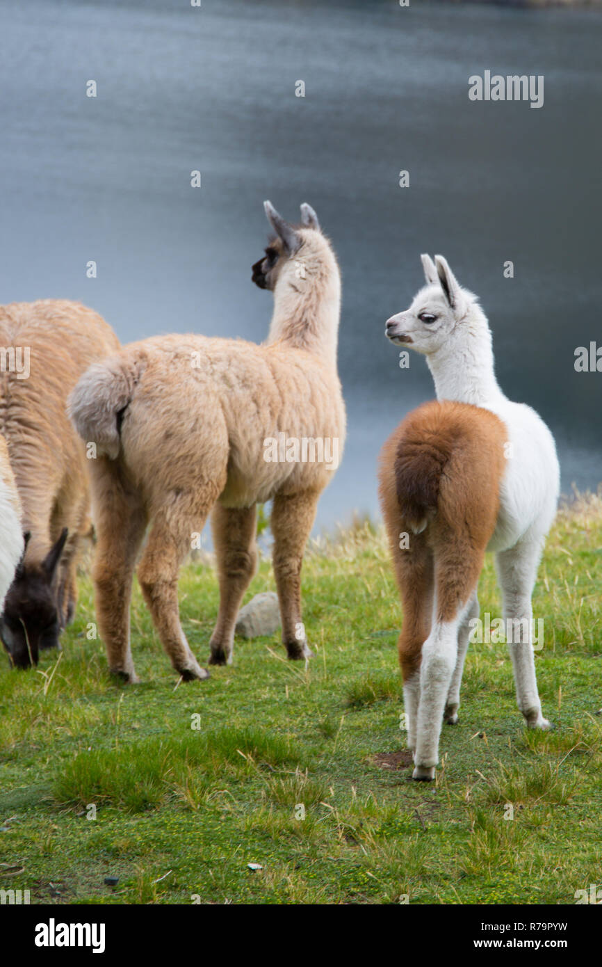 Llamas ecuador hi-res stock photography and images - Alamy