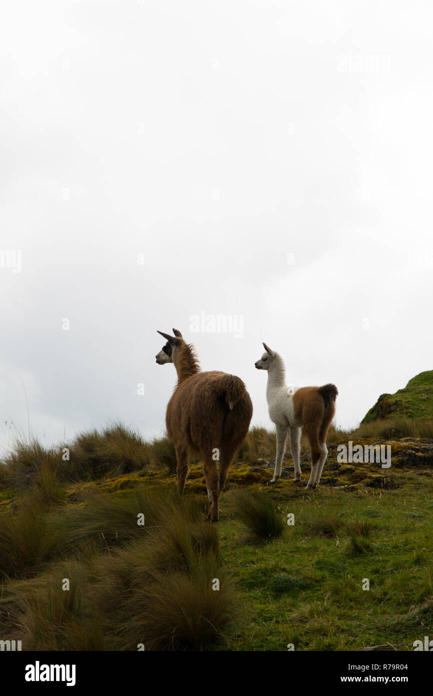 Llamas ecuador hi-res stock photography and images - Alamy