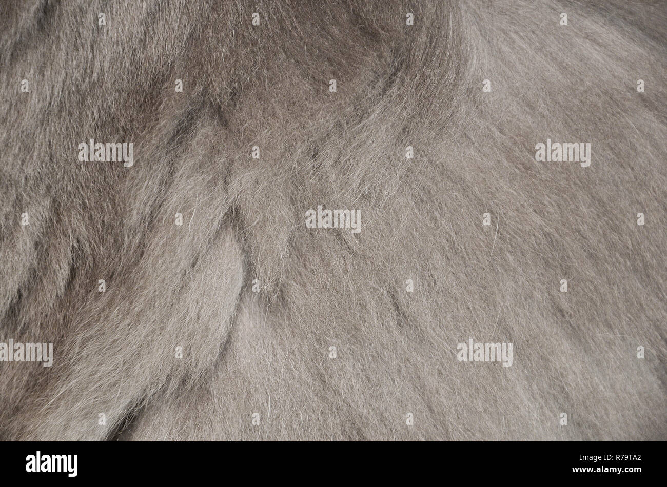 texture of gray long fluffy wool. gray soft background Stock Photo - Alamy