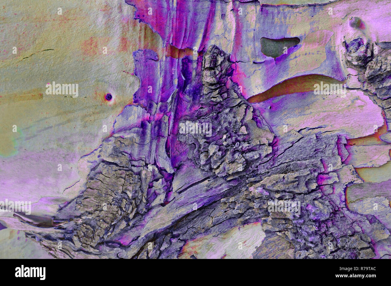 the bark of a old tree. magical unreal Violet texture background Stock ...