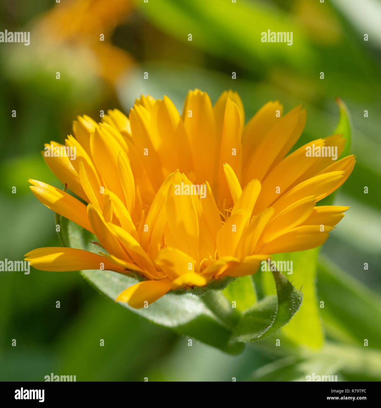 Marigold flower (Calendula officinalis Stock Photo - Alamy