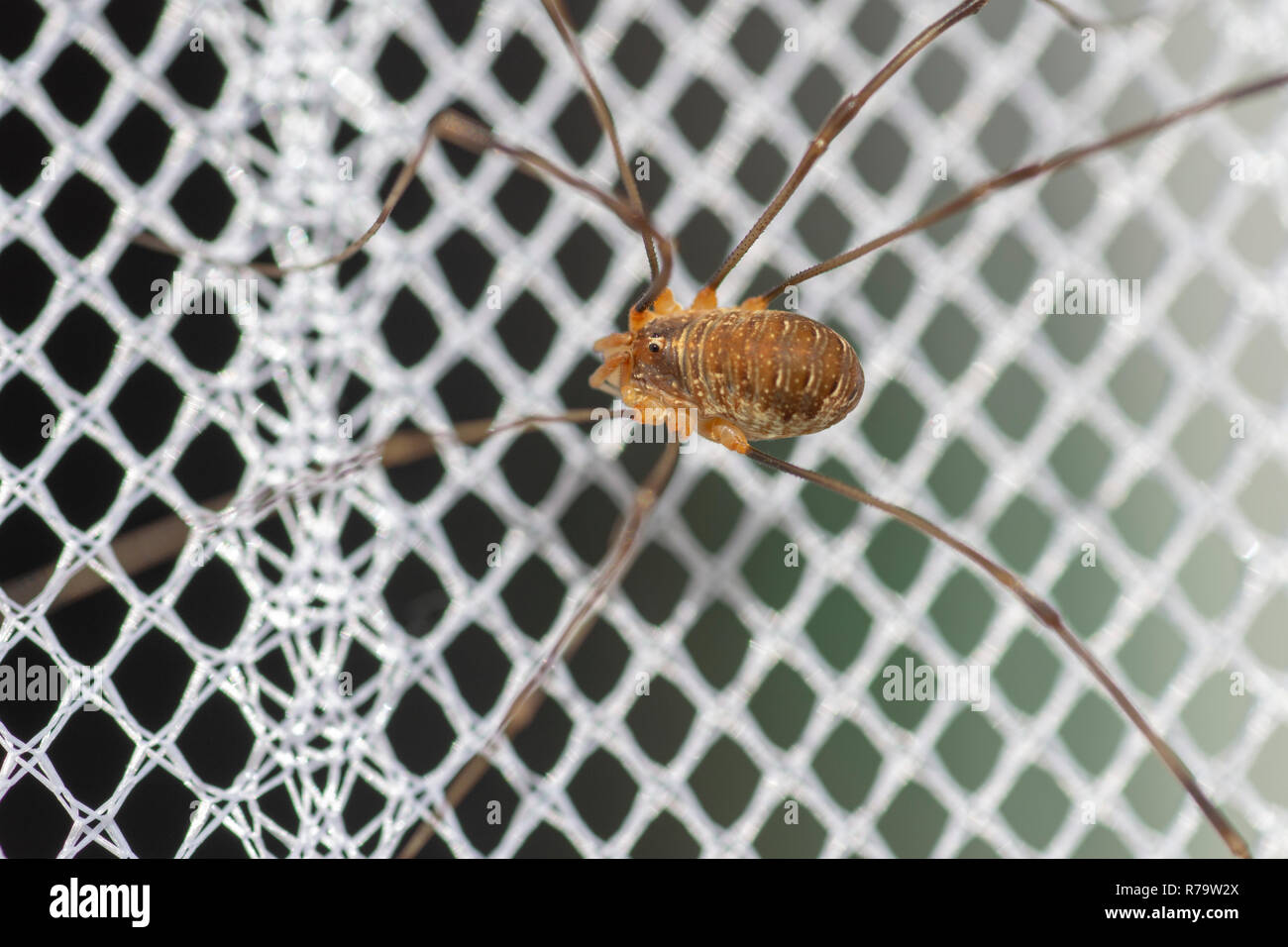 Common harvestman (Phalangium opilio Stock Photo - Alamy