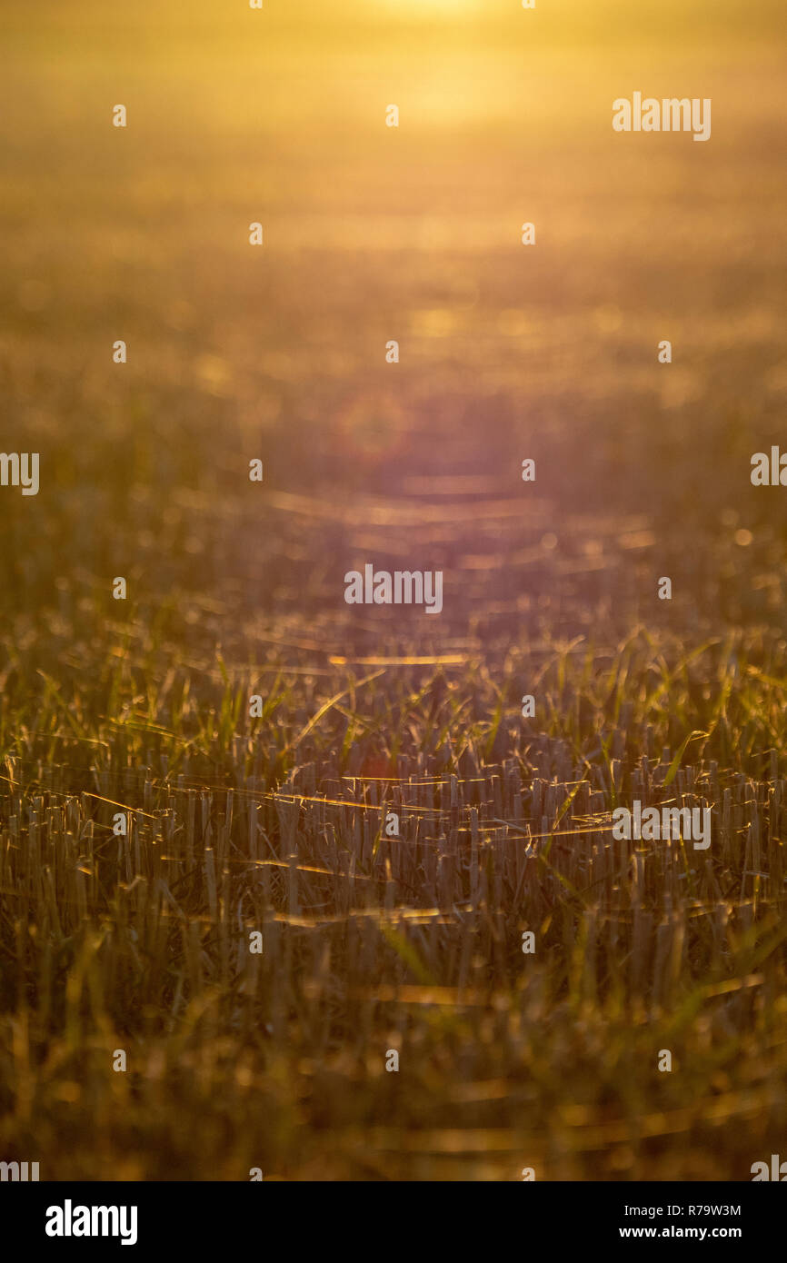 Spiders threads hi-res stock photography and images - Alamy