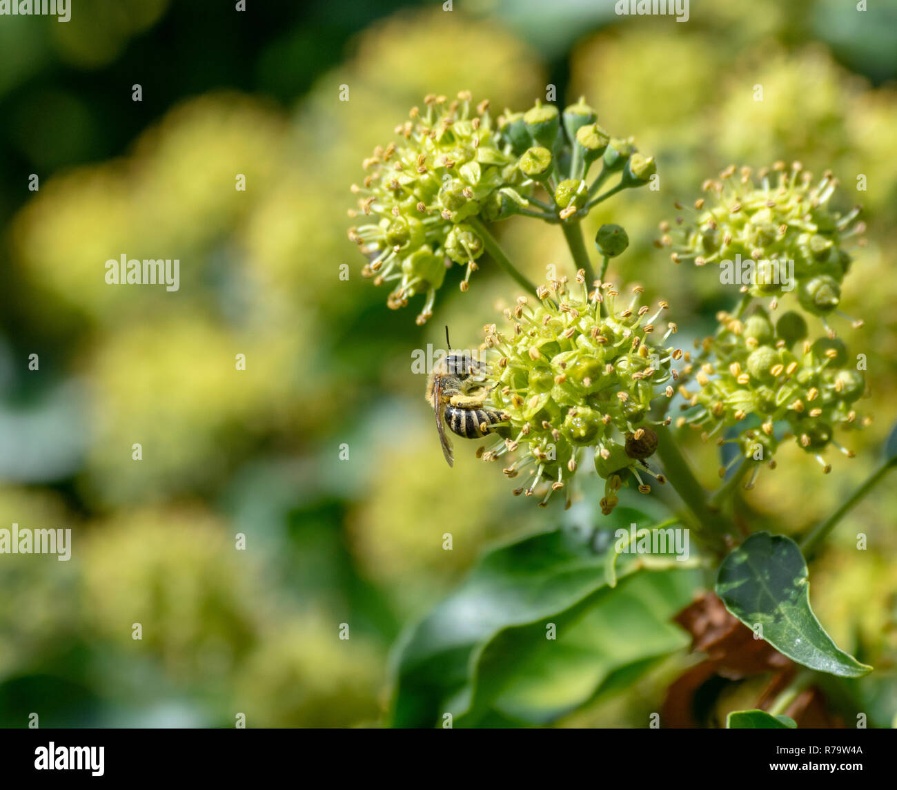 Ivy bee (Colletes hederae) feeding on ivy bush (Hedera helix Stock ...