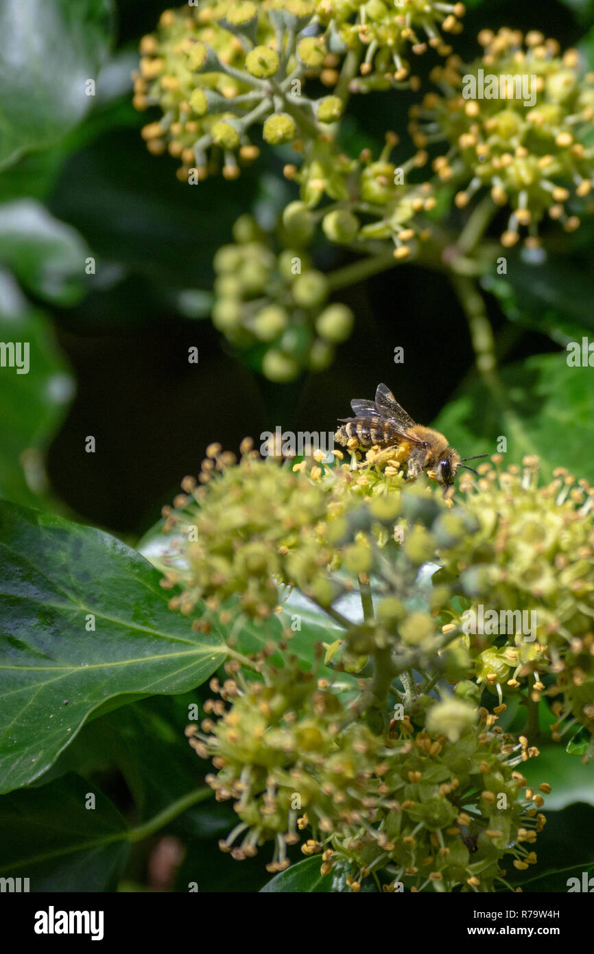 Ivy bee hi-res stock photography and images - Alamy