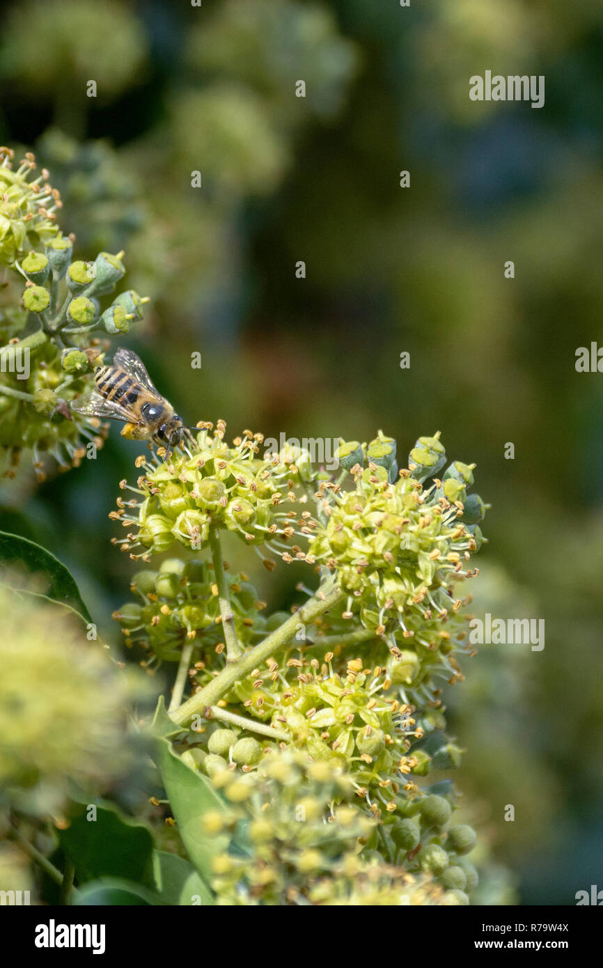 Ivy bush hi-res stock photography and images - Alamy