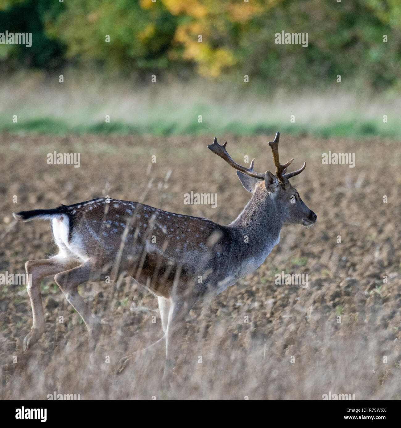 Running buck hi-res stock photography and images - Alamy