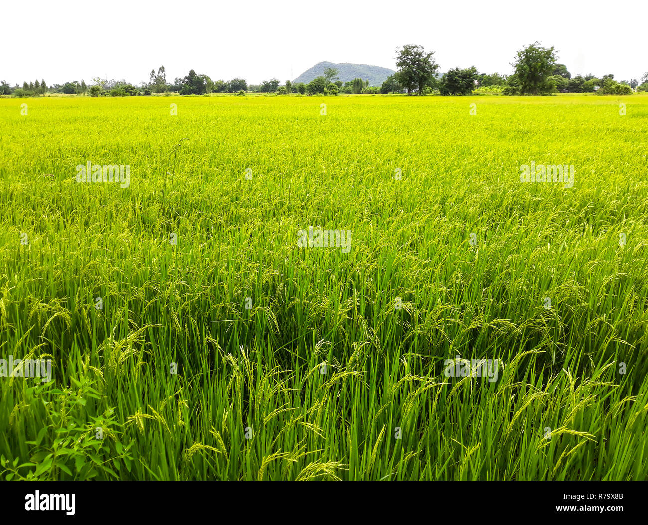 Meadow green rice grass hi-res stock photography and images - Alamy