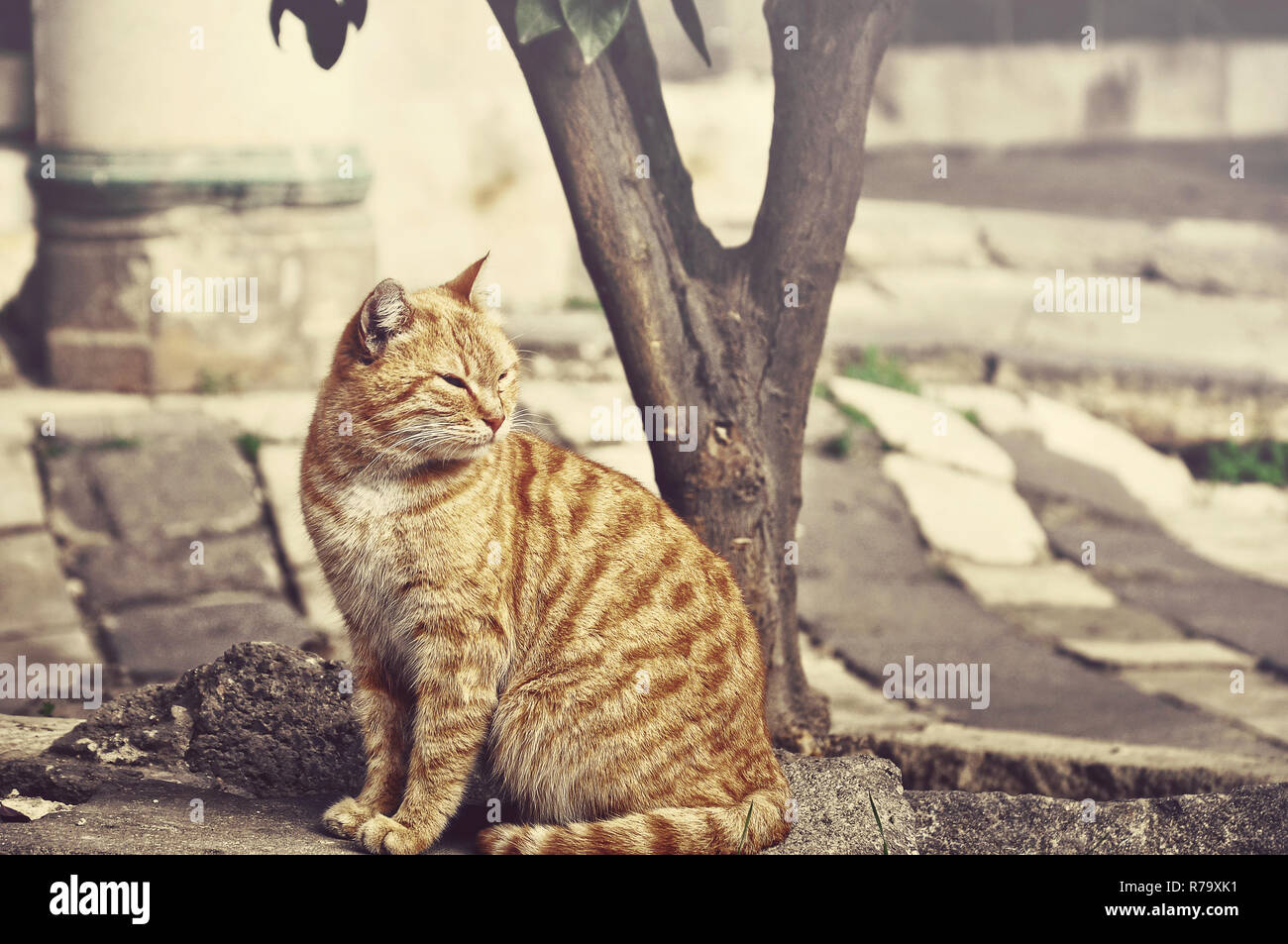 old cat wallpaper Stock Photo - Alamy