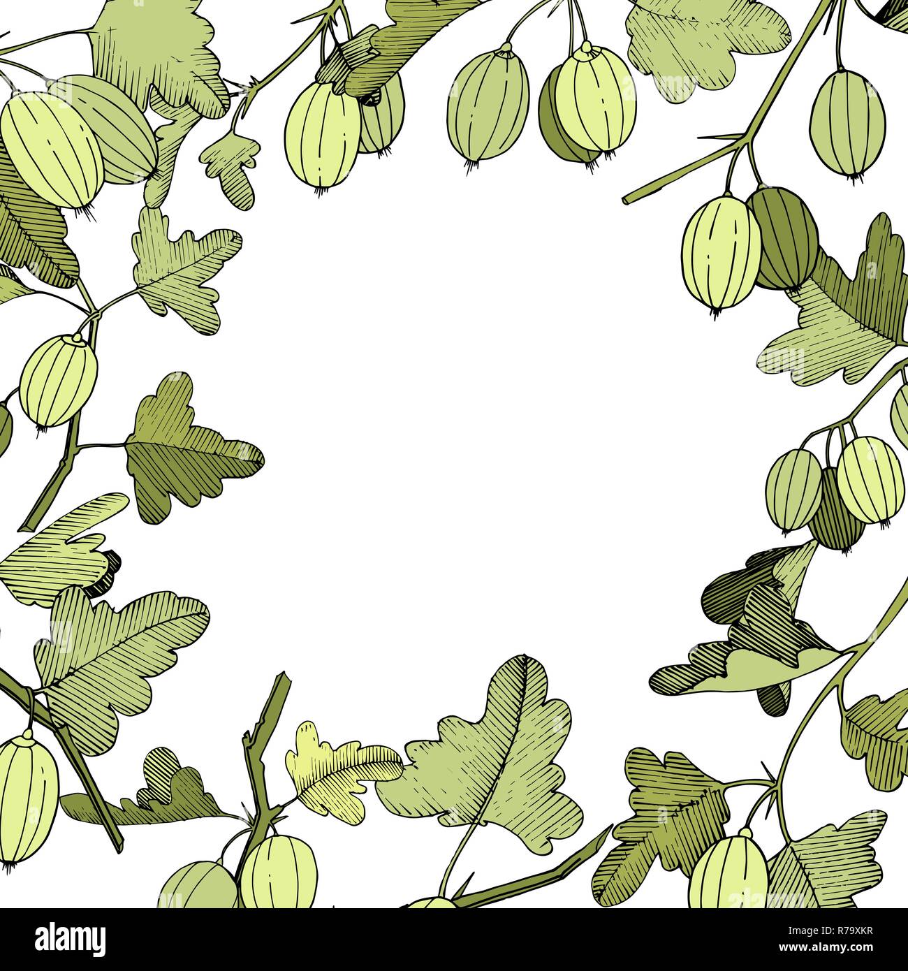 Vector Gooseberry branch. Green leaf. Plant botanical garden floral ...