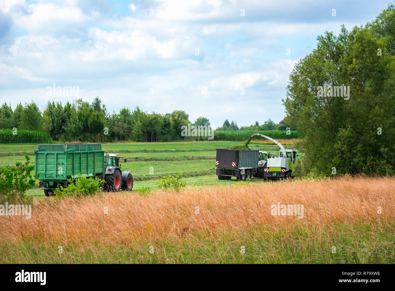 Harvesting fodder with a Forager and trailers Stock Photo - Alamy