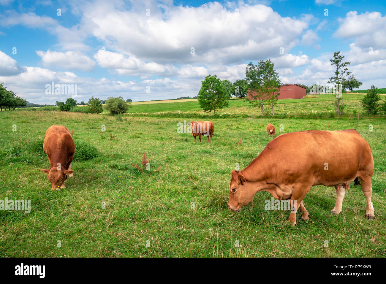 Rural landscape with cows grazing on a pasture Stock Photo - Alamy