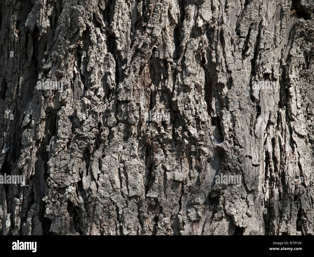 Fissured bark hi-res stock photography and images - Alamy