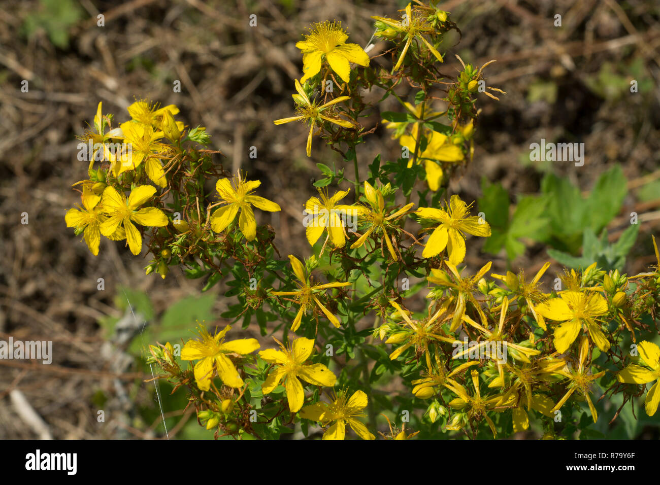Flower medicinal plants - Hypericum perforatum Stock Photo - Alamy