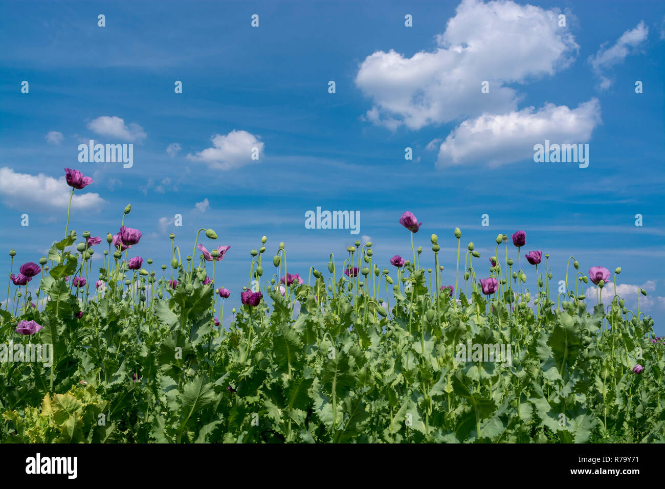 Opium poppy flowers on field (Papaver somniferum Stock Photo - Alamy