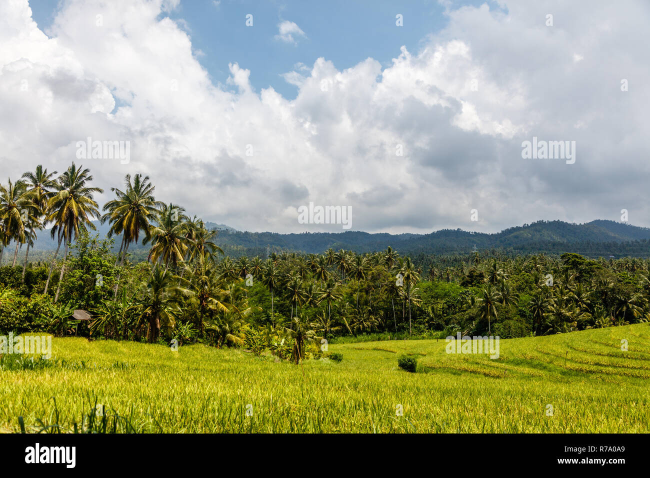 Palm trees growing on the edge of a rice field, ocean on the background ...