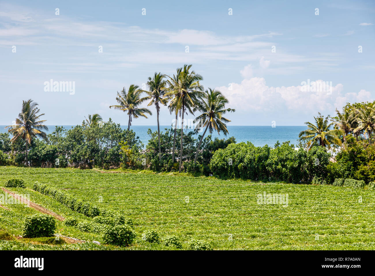 Palm trees growing on the edge of a rice field, ocean on the background ...