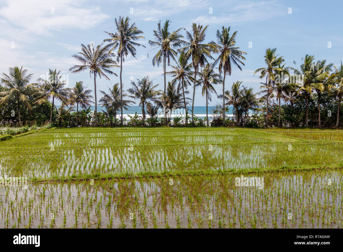 Ocean Growing Trees High Resolution Stock Photography and Images - Alamy