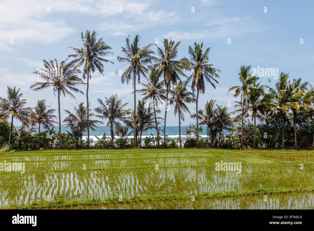 Palm trees growing on the edge of a rice field, ocean on the background ...