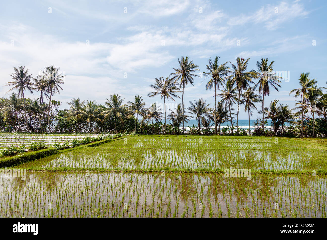 Tabanan bali hi-res stock photography and images - Alamy