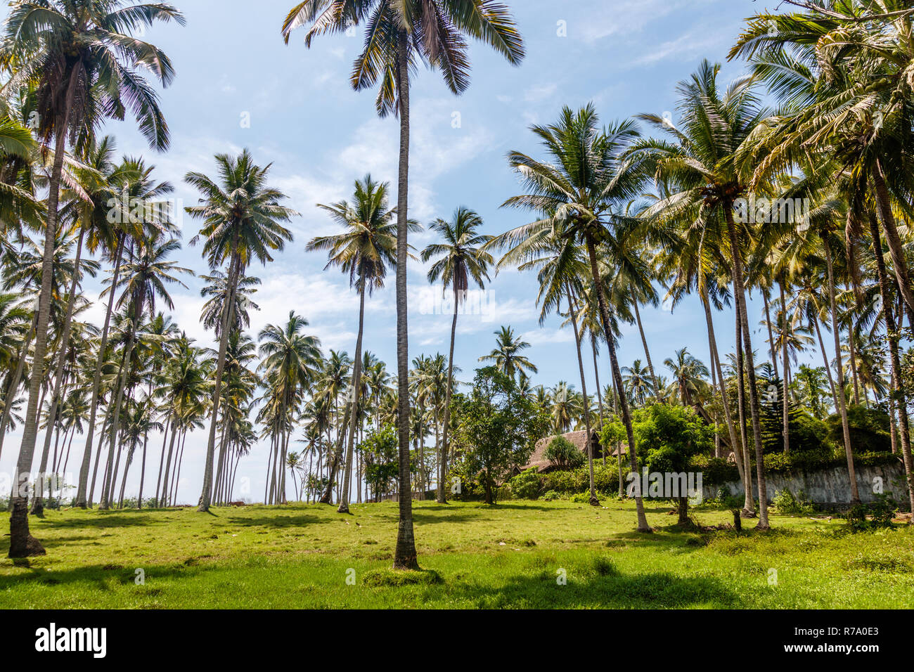 Growing coconut palms. Tropical mood. Tabanan, Bali, Indonesia Stock ...
