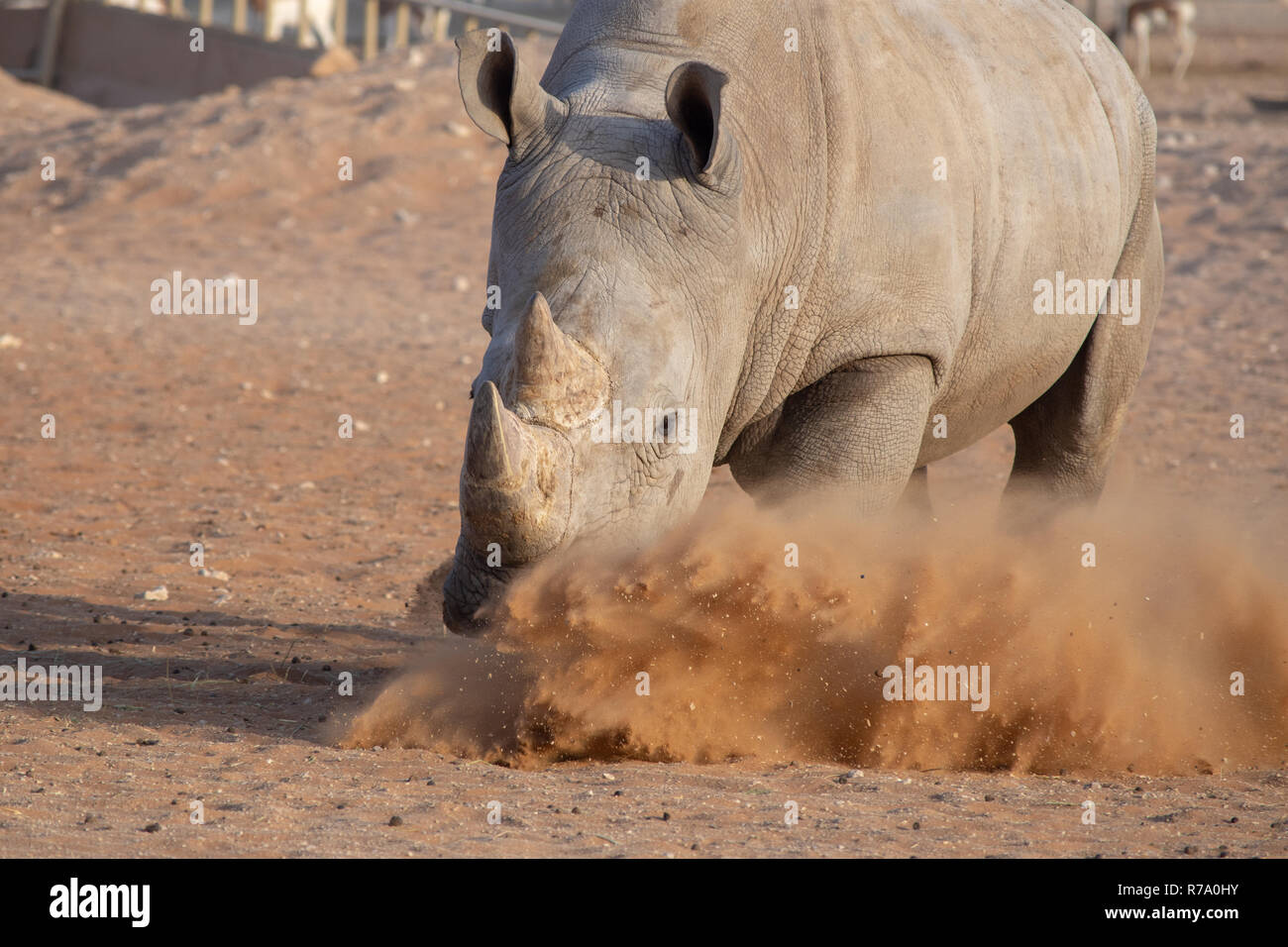 Black Rhinoceros Running High Resolution Stock Photography and Images ...