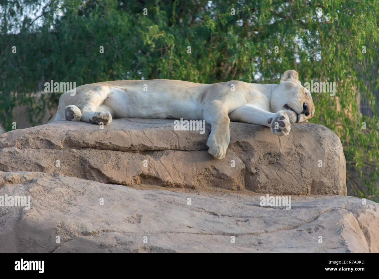 A Sleeping, Rare, female White Lion sleeping on a rock (panthera leo ...