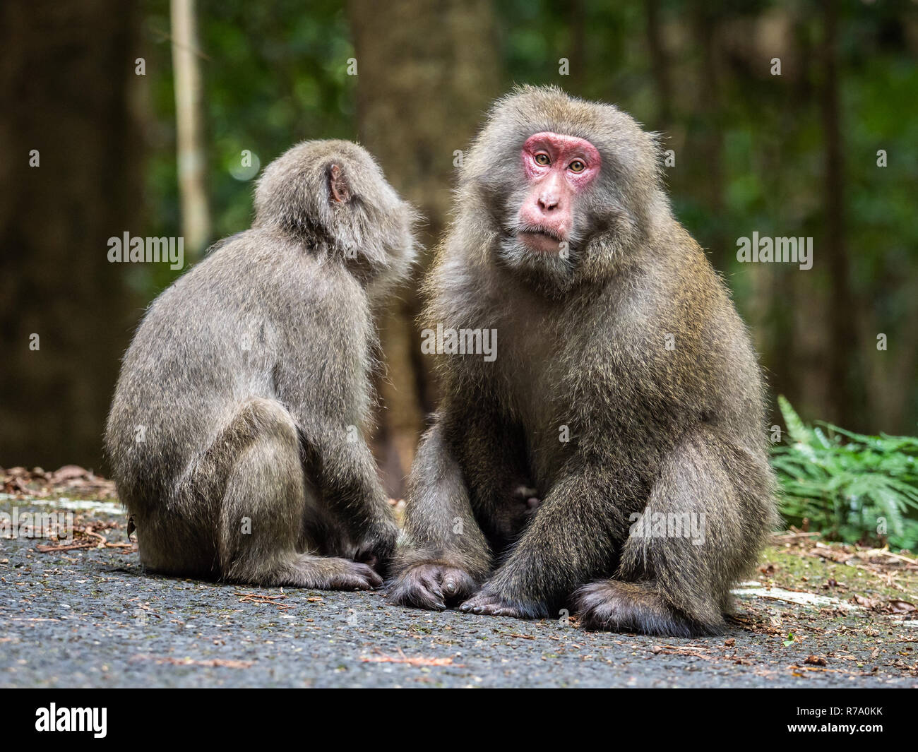 Japan cedar woods hi-res stock photography and images - Alamy