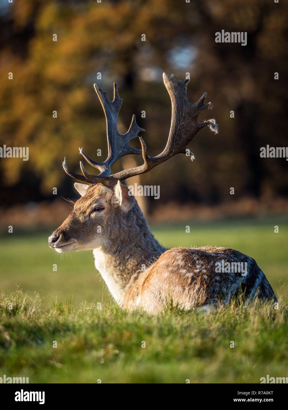 A male fallow deer (stag) is seen in London's Richmond Park on 26 ...