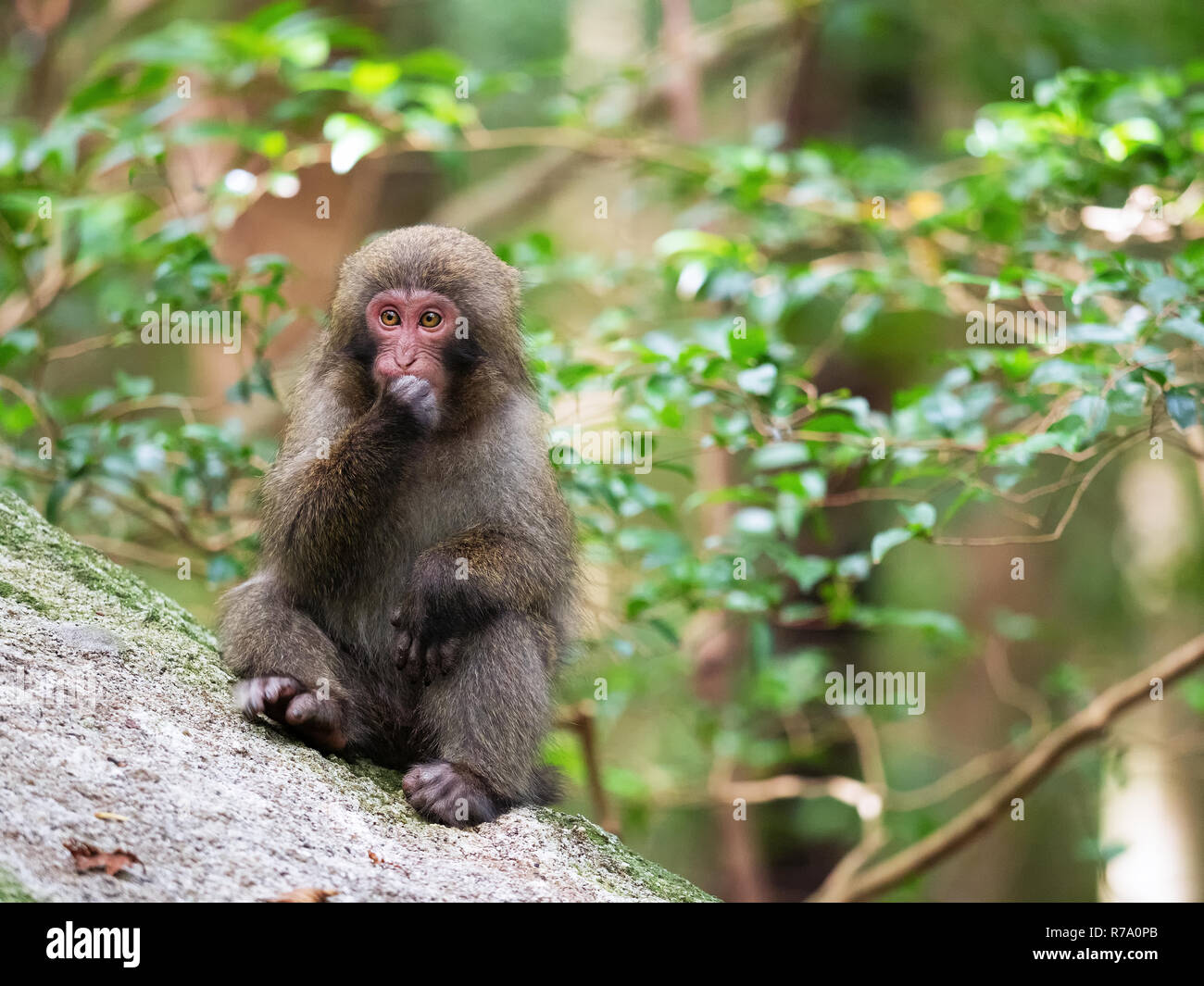 Yakushima cedar hi-res stock photography and images - Alamy