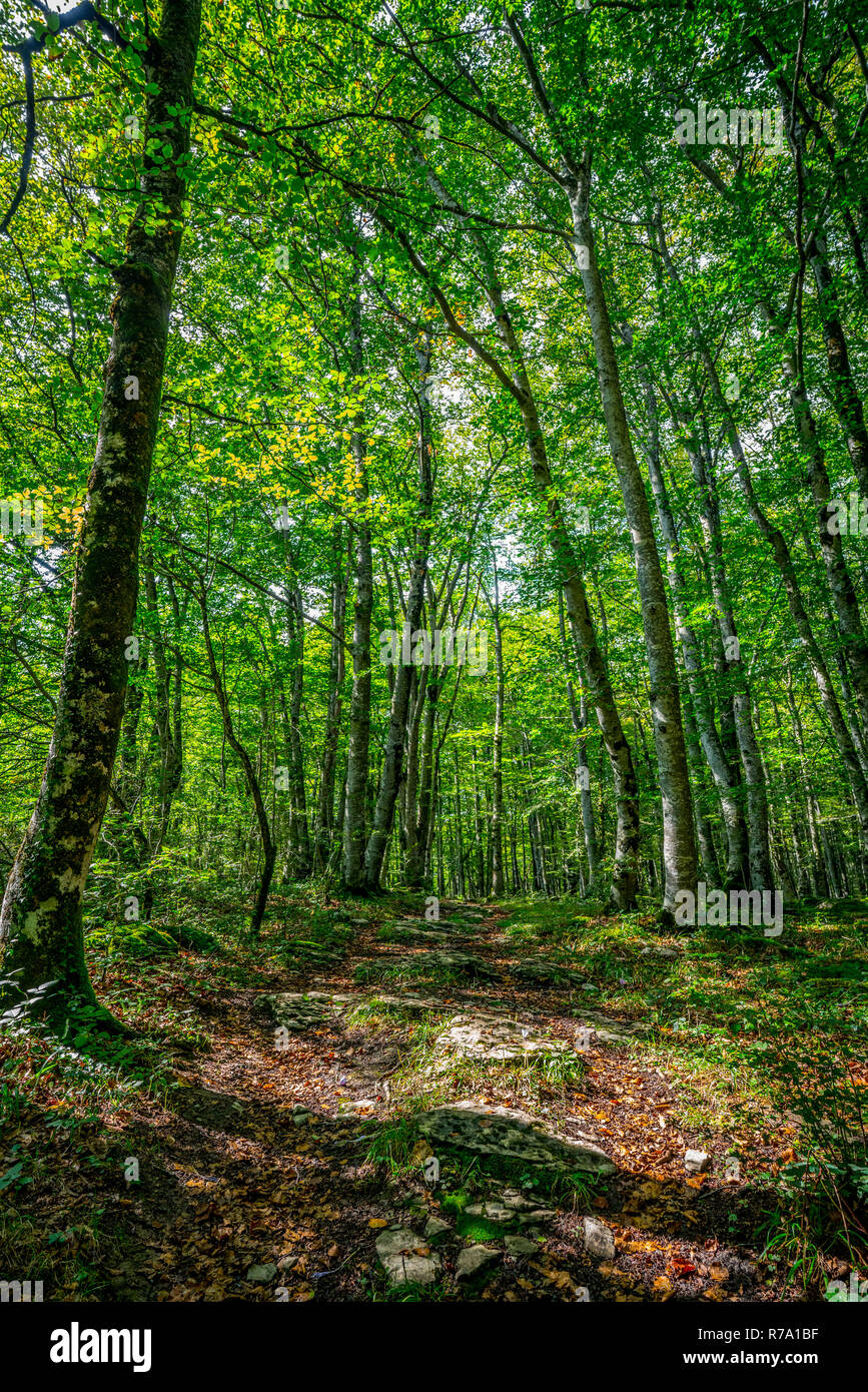 Trail in the forest in Orduna mountains park, Basque Country Stock ...
